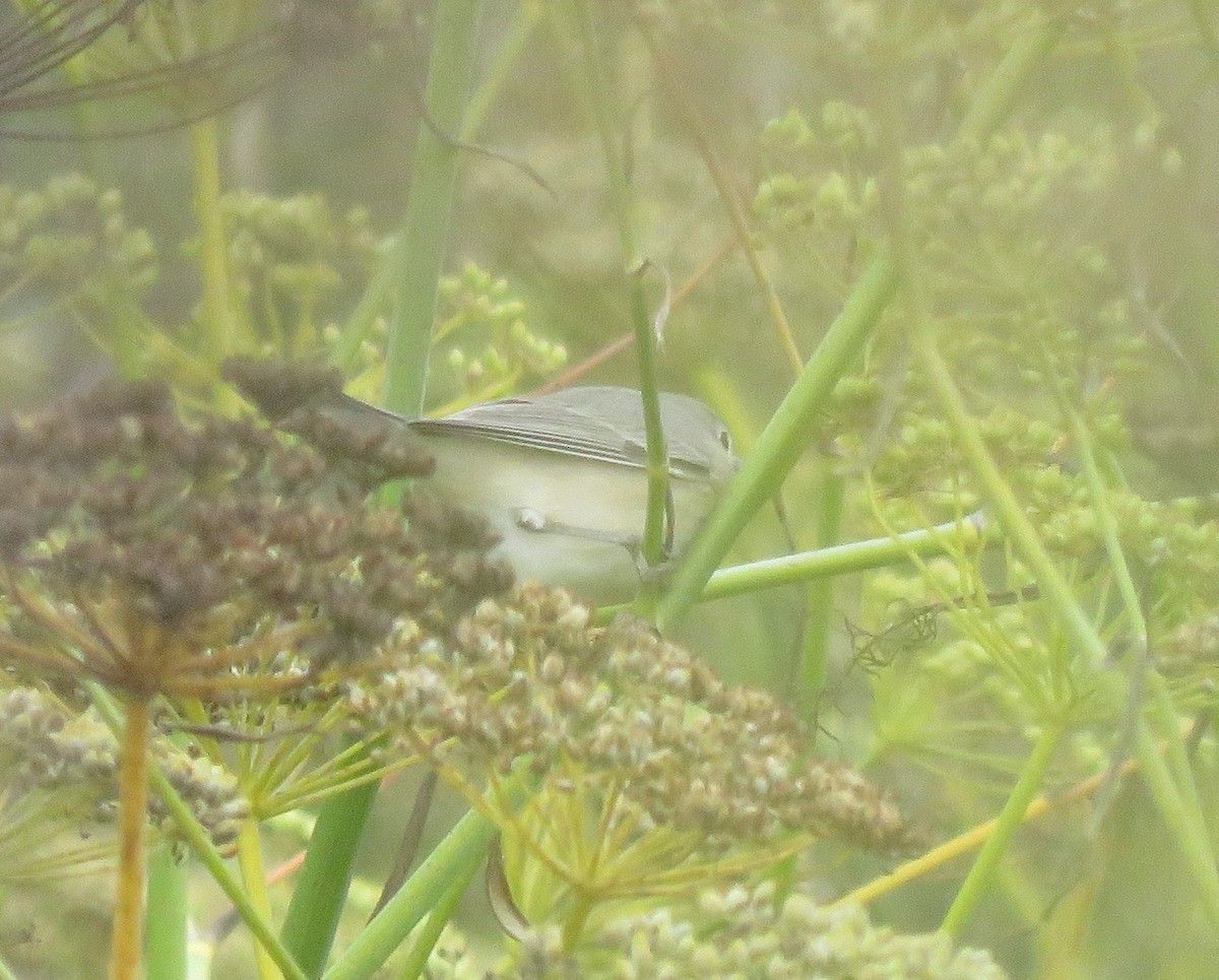 ebird-checklist-23-oct-2023-half-moon-bay-wtp-birding-riparian