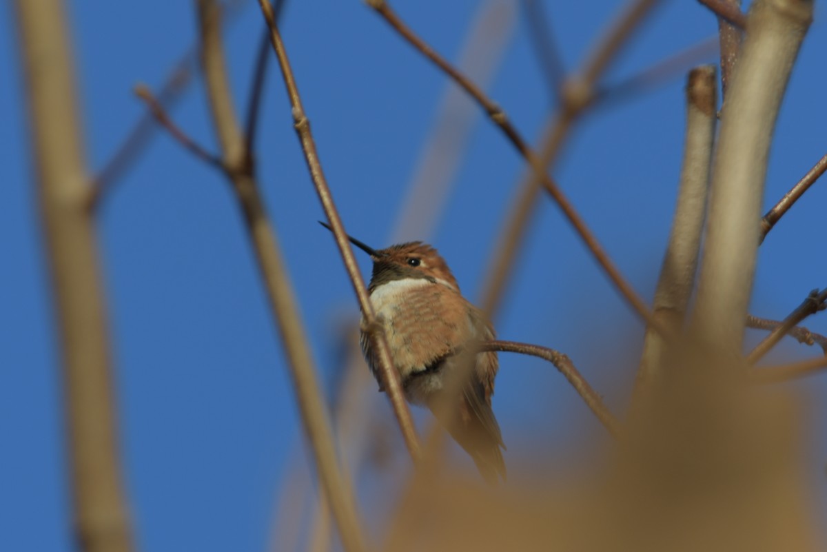eBird Checklist - 22 Oct 2023 - Governor Nelson SP, Dane Co. - 4 ...