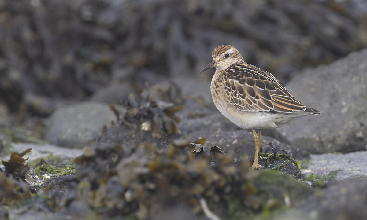 Alaska eBird Checklist - 1 Oct 2023 - Shemya Island--Eareckson AS ...