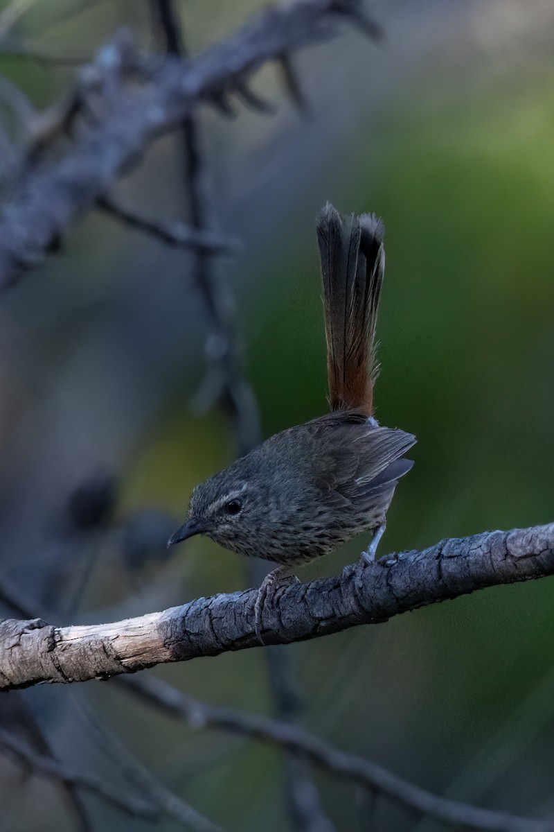 eBird Checklist - 24 Oct 2023 - Kings Tableland Air tower - 5 species