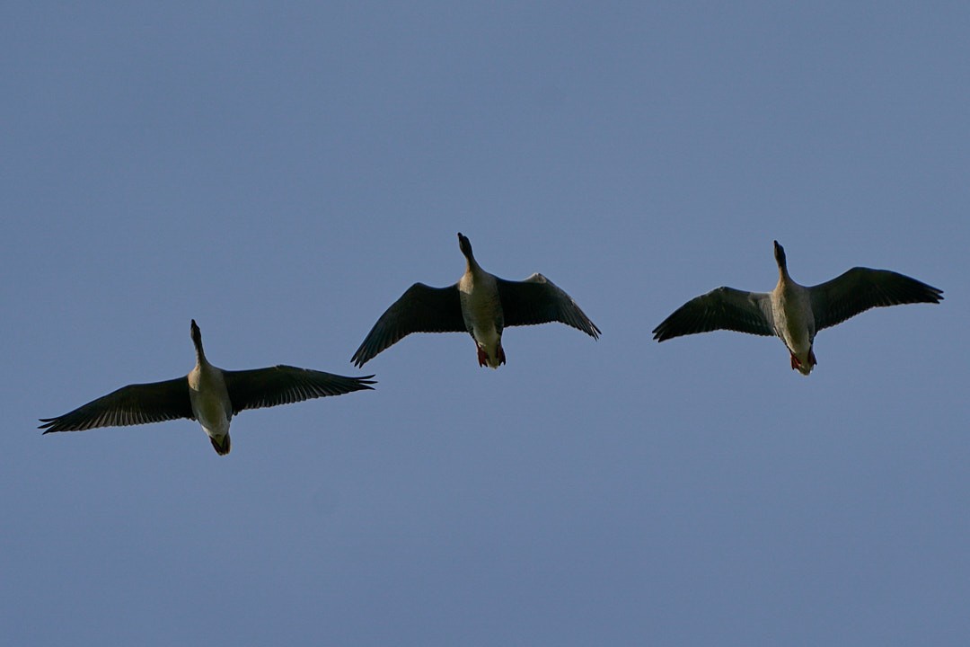 eBird Checklist - 24 Oct 2023 - Strichen Lake - 23 species