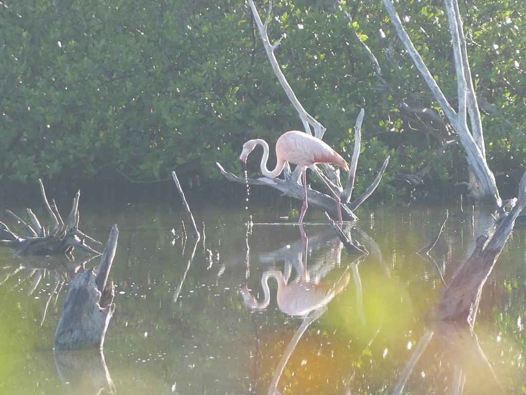 eBird Checklist - 23 Oct 2023 - Terra Ceia Preserve SP--Hightower Trail ...