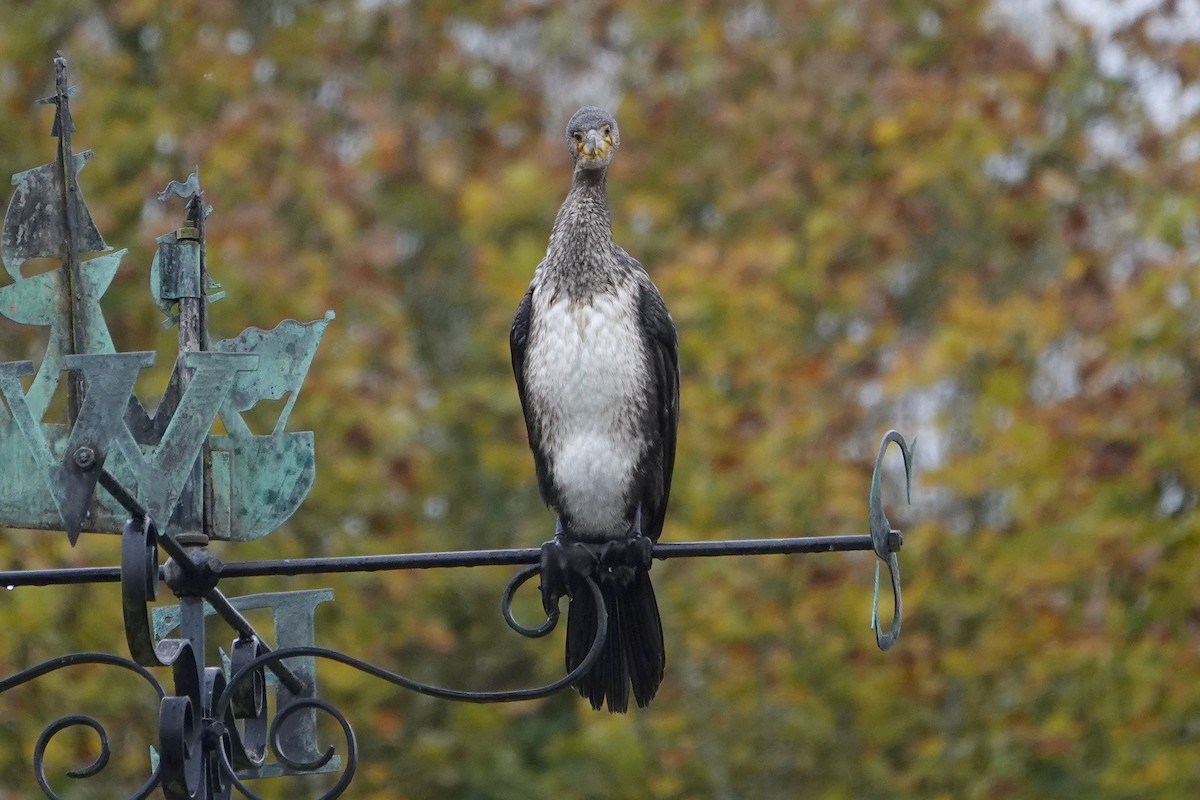 eBird Checklist - 24 Oct 2023 - Strines Mill Ponds - 15 species