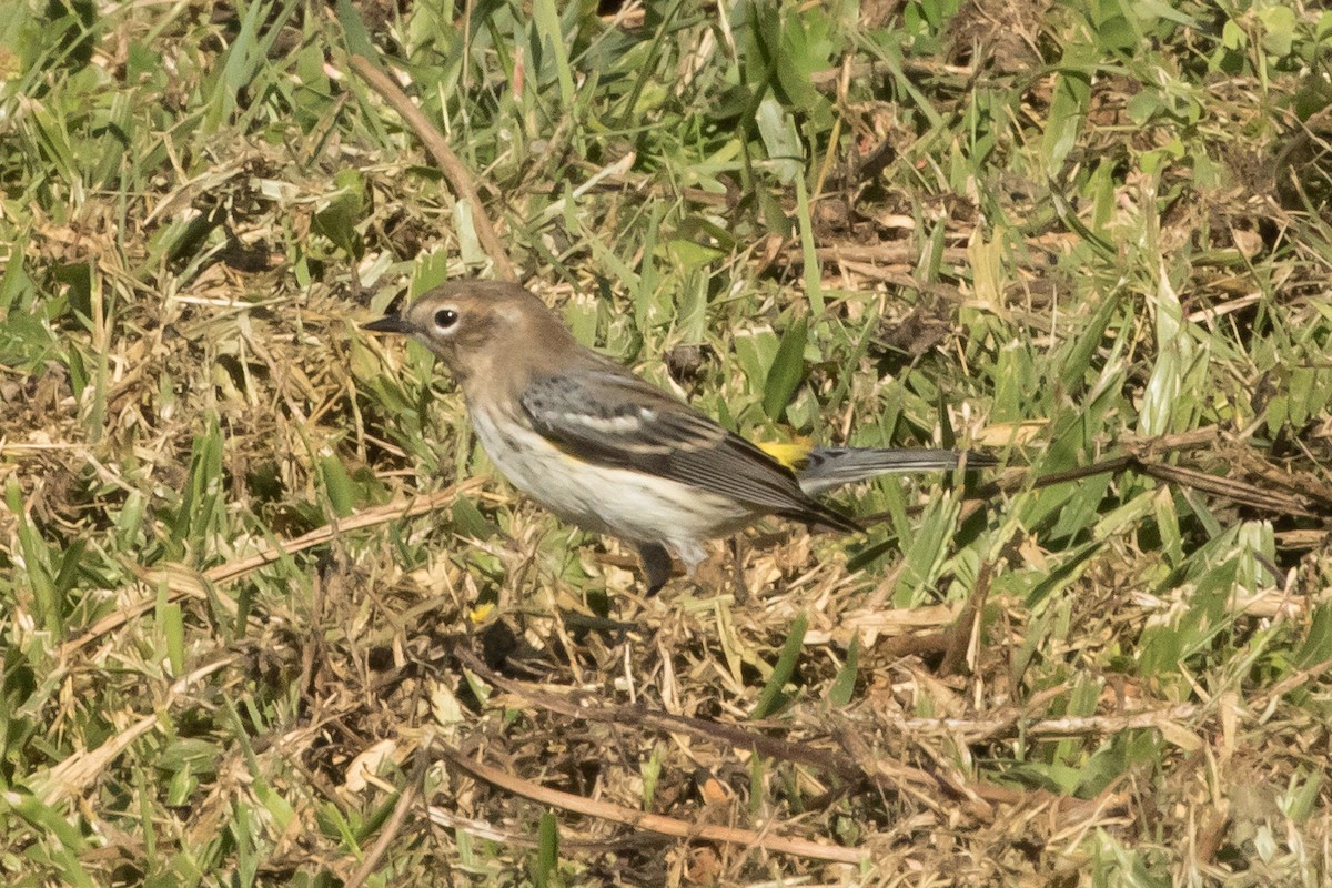 eBird Checklist - 24 Oct 2023 - Cape Canaveral National Seashore ...