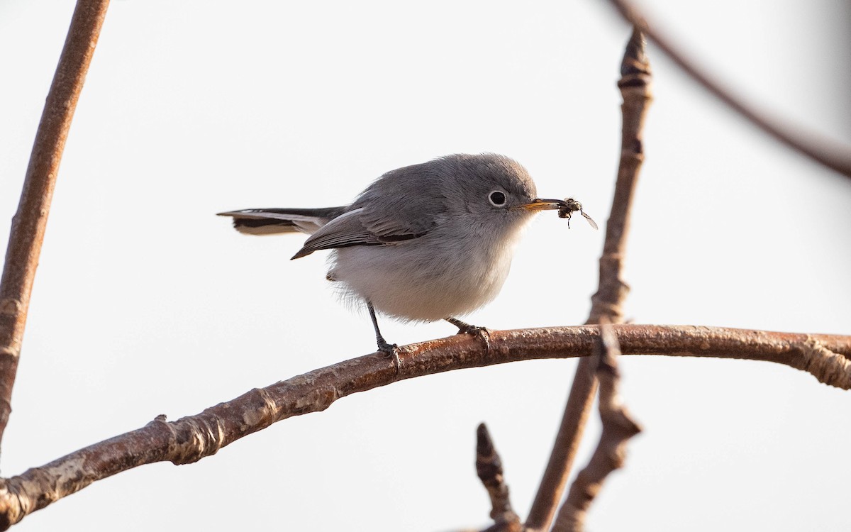 eBird Checklist - 24 Oct 2023 - Phare du Cap Blanc - 19 species (+1 ...