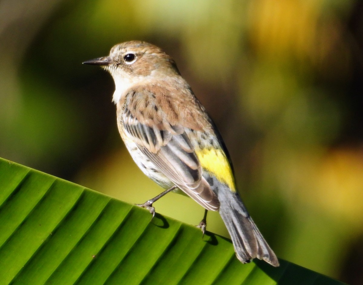 eBird Checklist - 24 Oct 2023 - Greenbelt Community Garden - Henry's ...