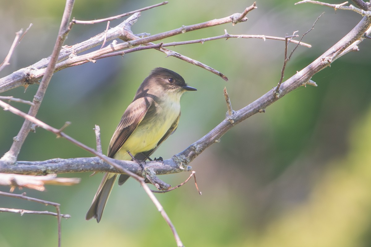 eBird Checklist - 24 Oct 2023 - Fort Scaur - 13 species