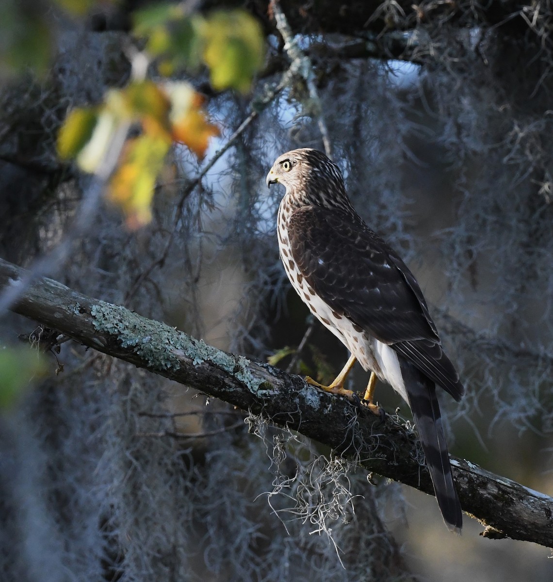 eBird Checklist - 24 Oct 2023 - Cora C. Harrison Preserve - 30 species