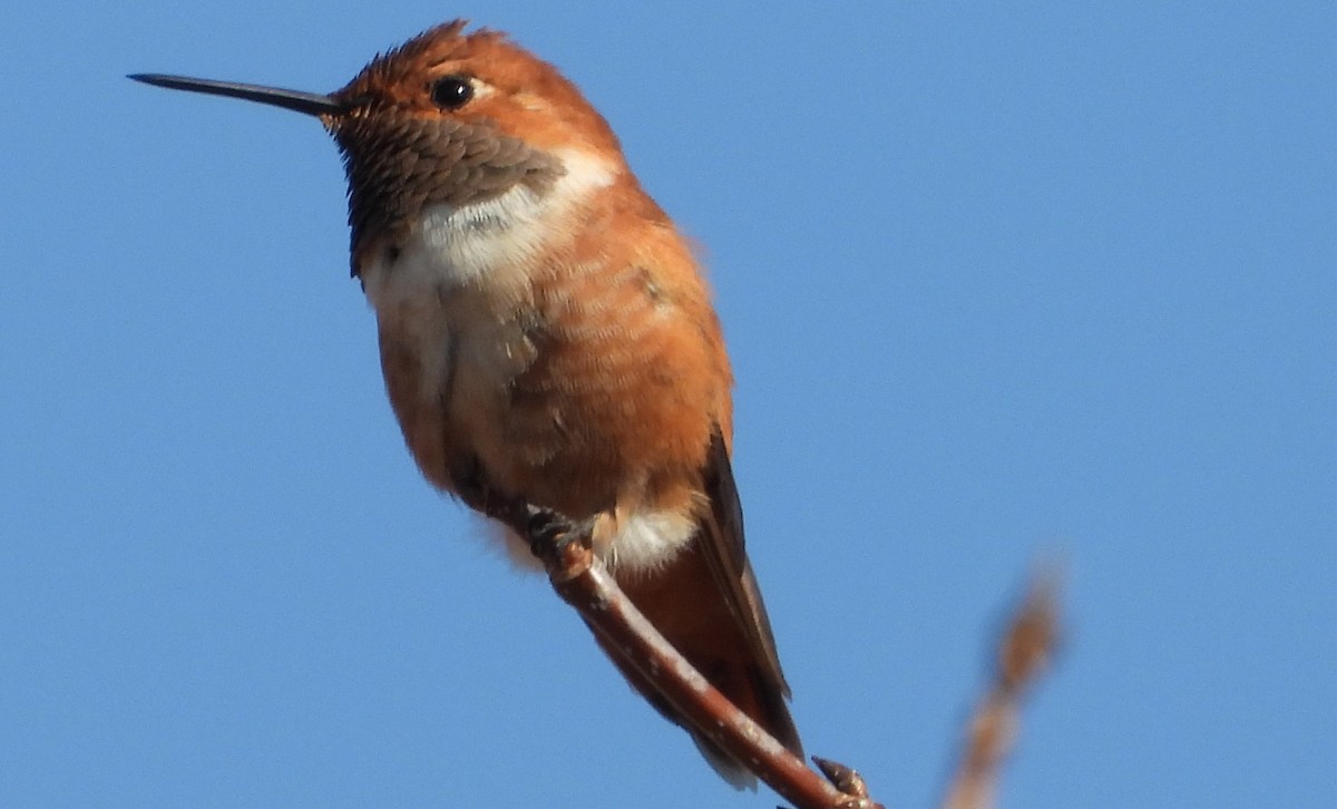 eBird Checklist - 24 Oct 2023 - Governor Nelson State park - 1 species