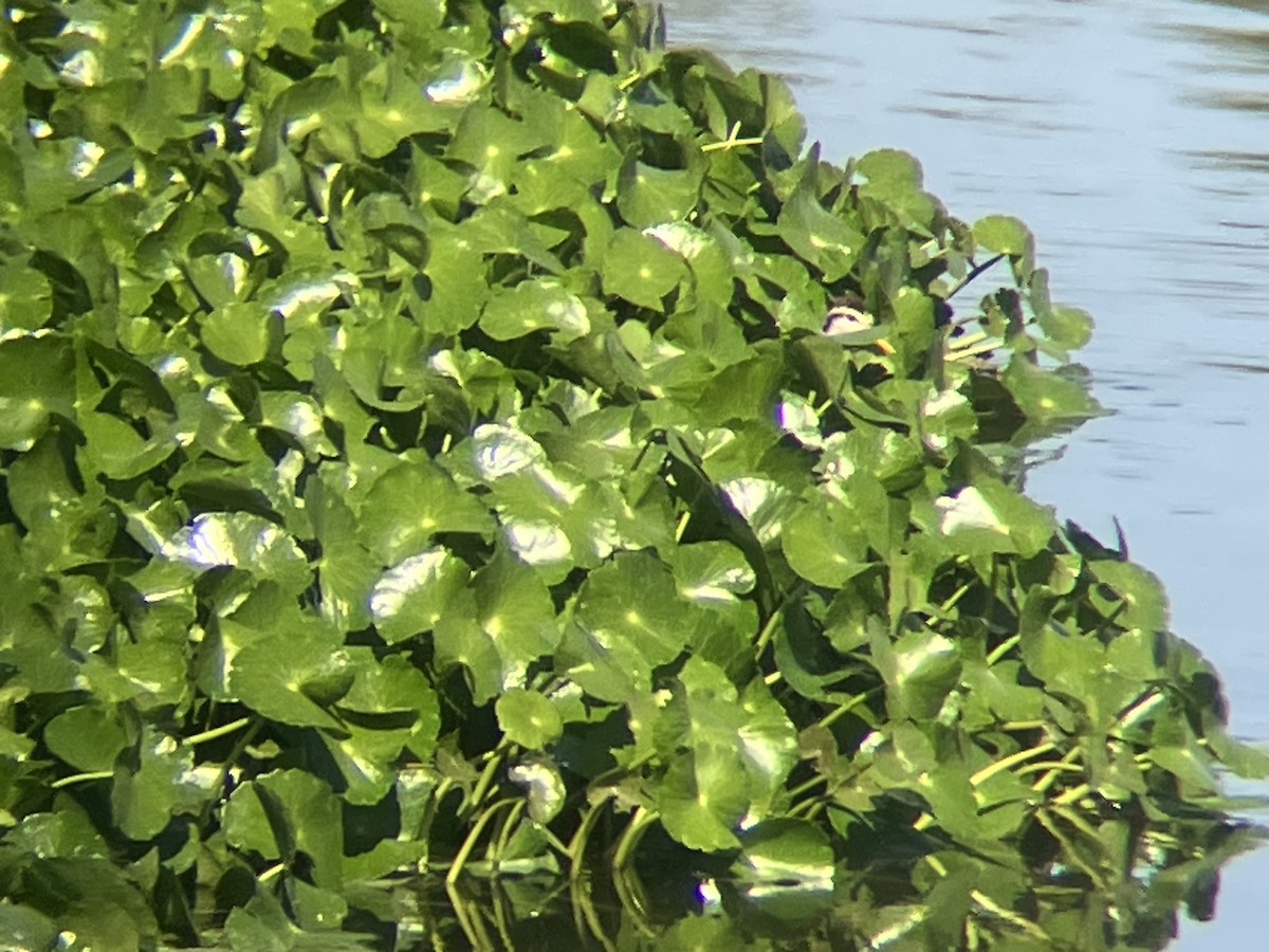 eBird Checklist - 24 Oct 2023 - Tres Rios Overbank Wetlands (permit ...