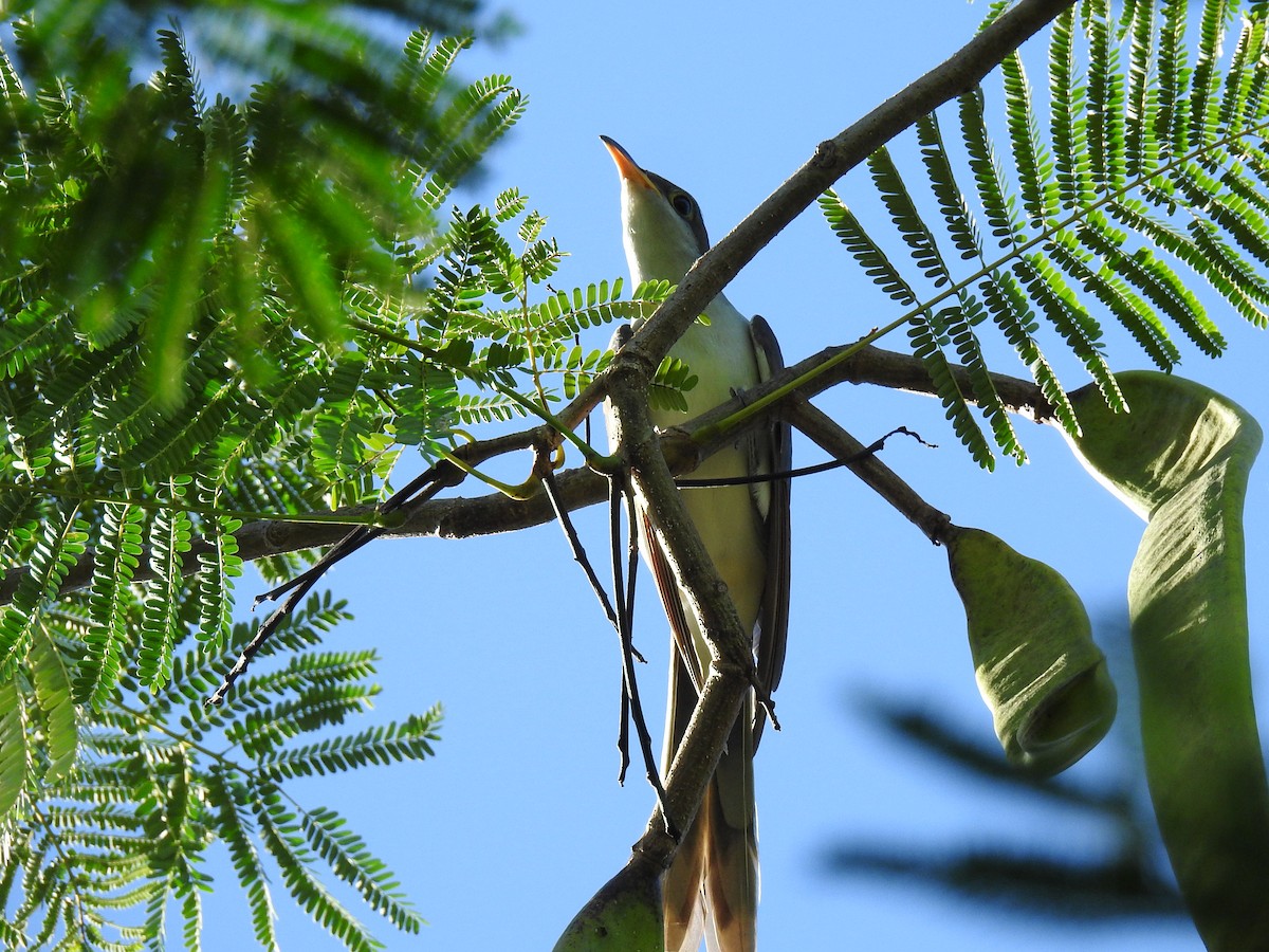 eBird Caribbean Checklist - 23 Oct 2023 - Levittown, Toa Baja - 25 species