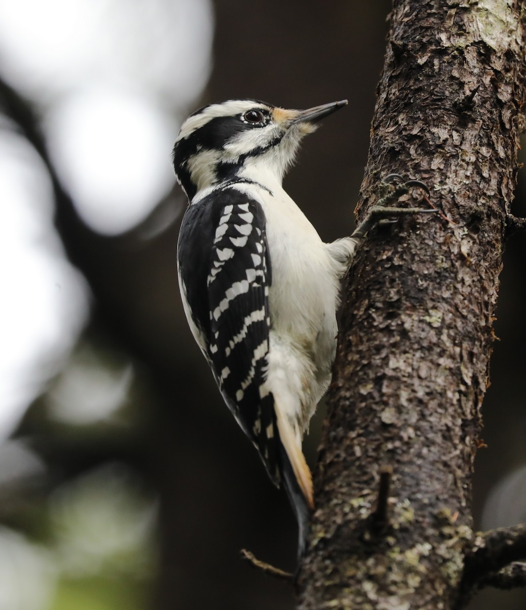 eBird Checklist - 24 Oct 2023 - Moose Bog, Wenlock WMA - 15 species