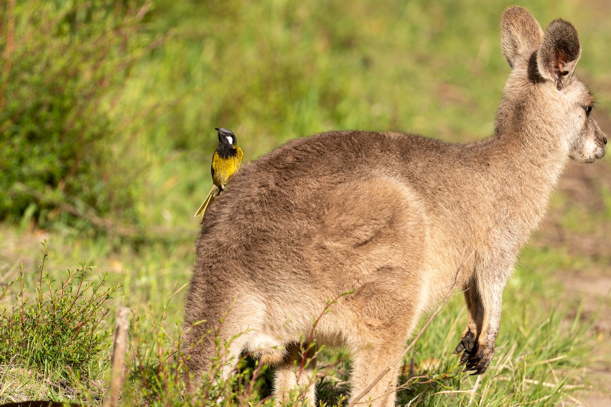 eBird Australia Checklist - 25 Oct 2023 - Lysterfield Park--North-west ...