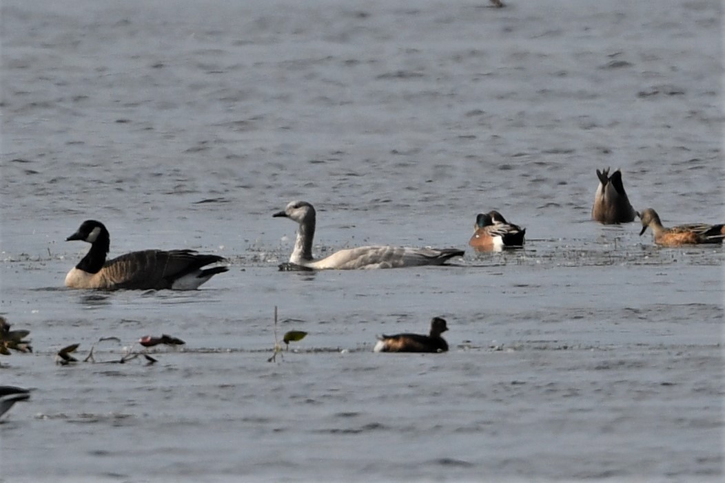 eBird Checklist - 24 Oct 2023 - Montezuma Wildlife Drive & Esker Brook ...