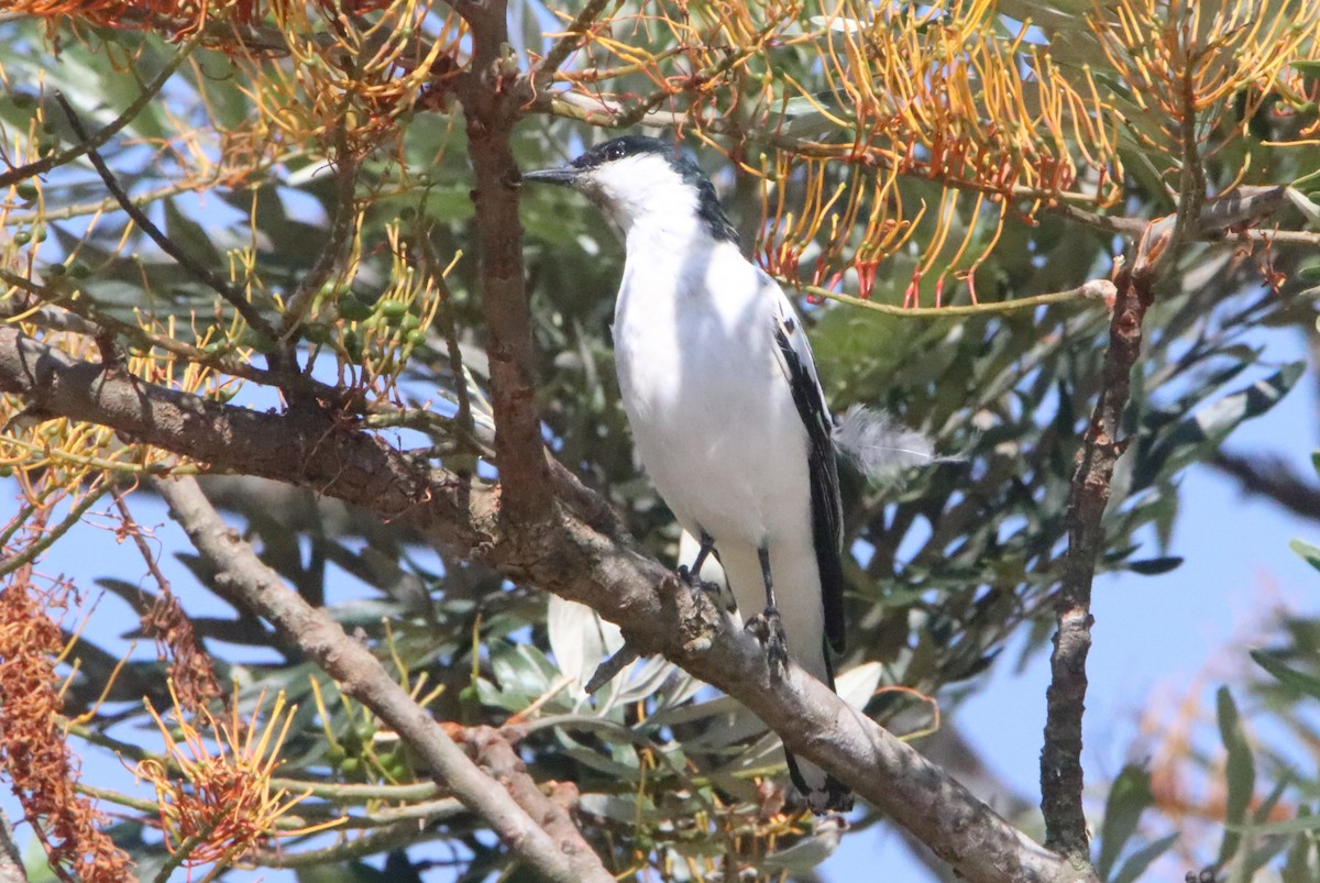 eBird Checklist - 25 Oct 2023 - Cochrane Bridge Park - 21 species