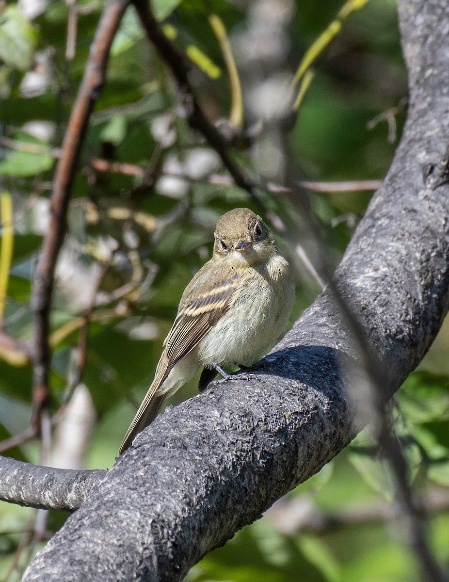 eBird Checklist - 24 Oct 2023 - Sandy Hook - 22 species
