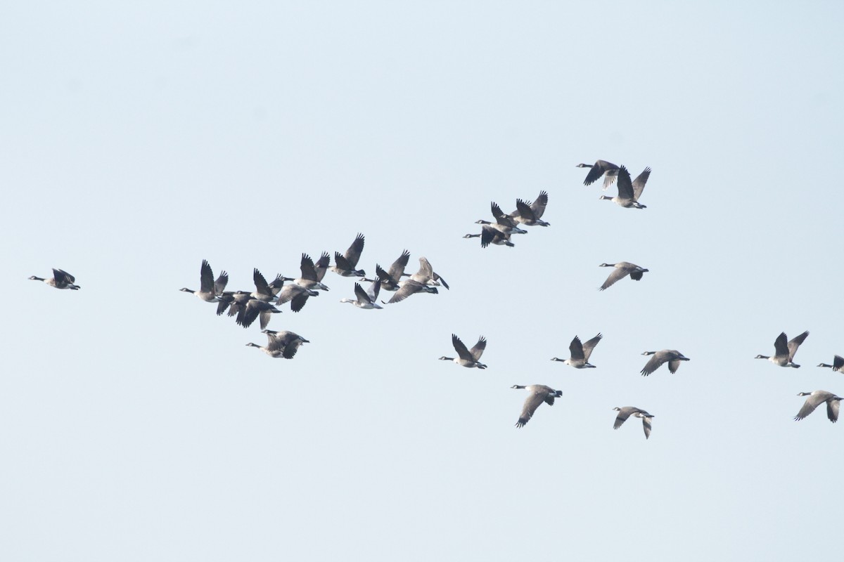 eBird Canada Checklist - 24 Oct 2023 - Quarry across Raging Crow ...