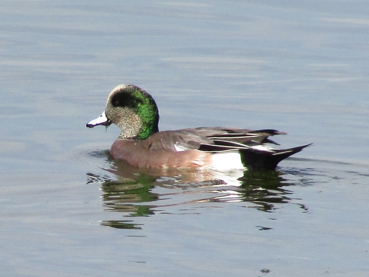 eBird Checklist - 24 Oct 2023 - Rocky Mountain Arsenal NWR - 42 species