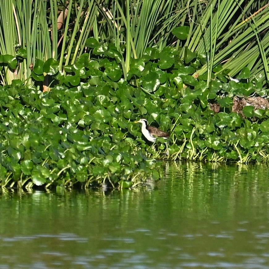 eBird Checklist - 24 Oct 2023 - Tres Rios Overbank Wetlands (permit ...