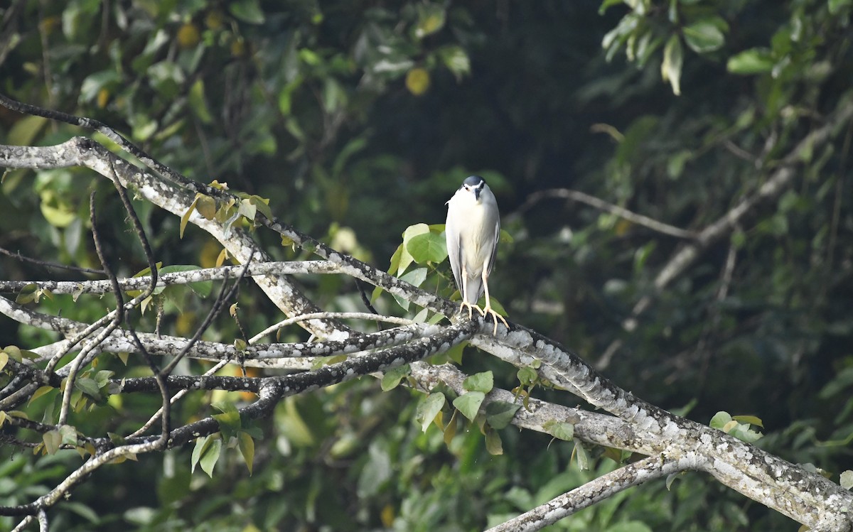 eBird Checklist - 28 May 2022 - Pavubma-Thodiyoor Bridge Road, Pavumba ...