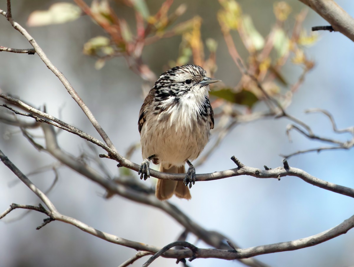 eBird Checklist - 25 Oct 2023 - Hattah-Kulkyne National Park--Nowingi ...