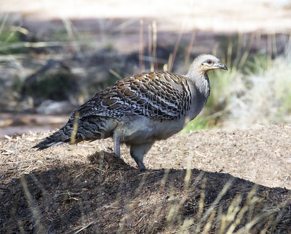 eBird Checklist - 25 Oct 2023 - Annuello F.F.R., Ouyen AU-VIC -34.98764 ...