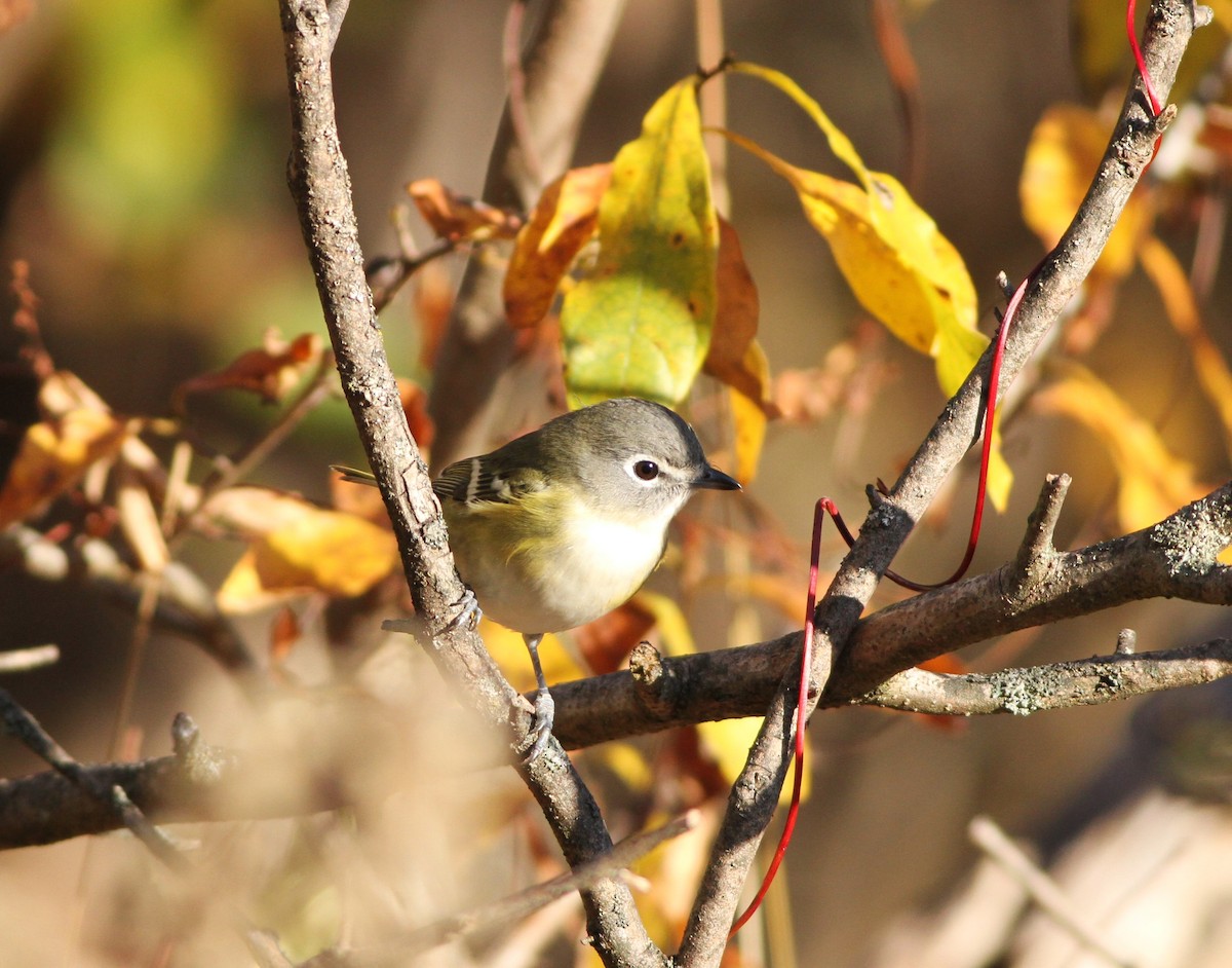 eBird Checklist - 25 Oct 2023 - New Jersey Audubon Hariton Sanctuary ...