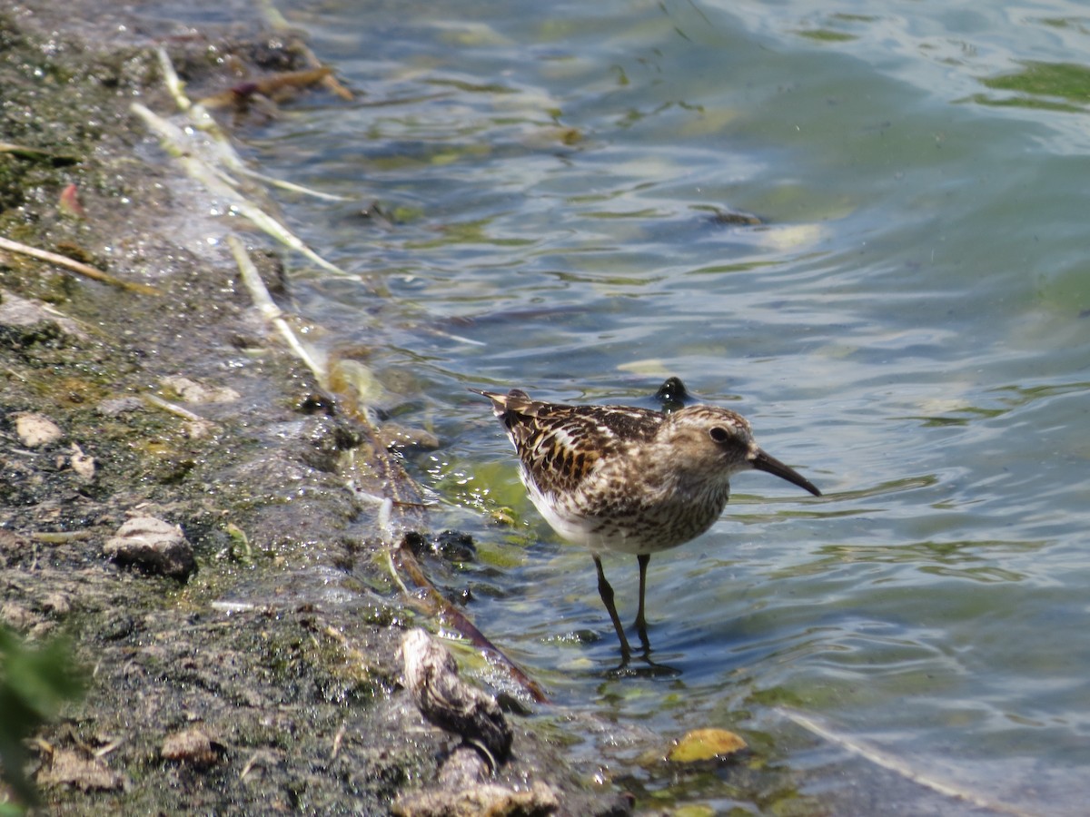 eBird Checklist - 26 Jul 2023 - San Nicolas Island (VEN Co.) - 1 species