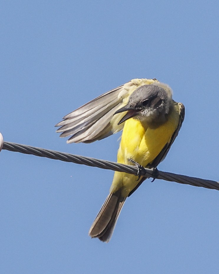 North Carolina Bird Atlas Checklist - 24 Oct 2023 - Mackay Island ...