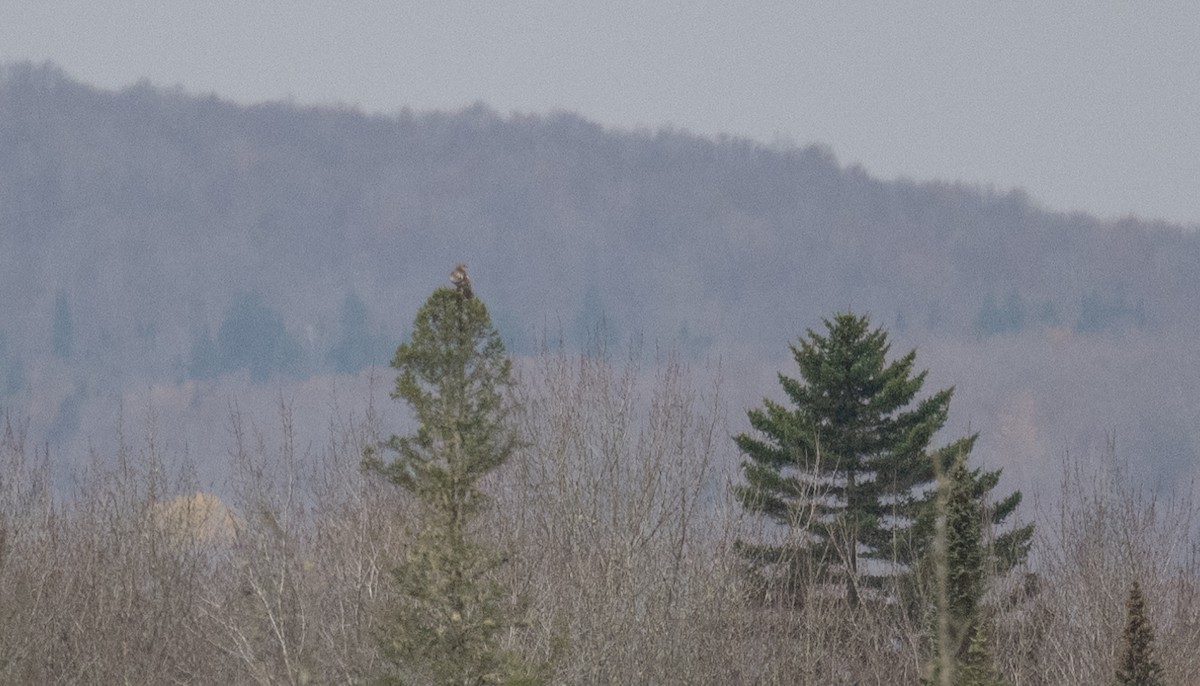 Vermont eBird Checklist - 25 Oct 2023 - Moose Bog, Wenlock WMA - 17 species