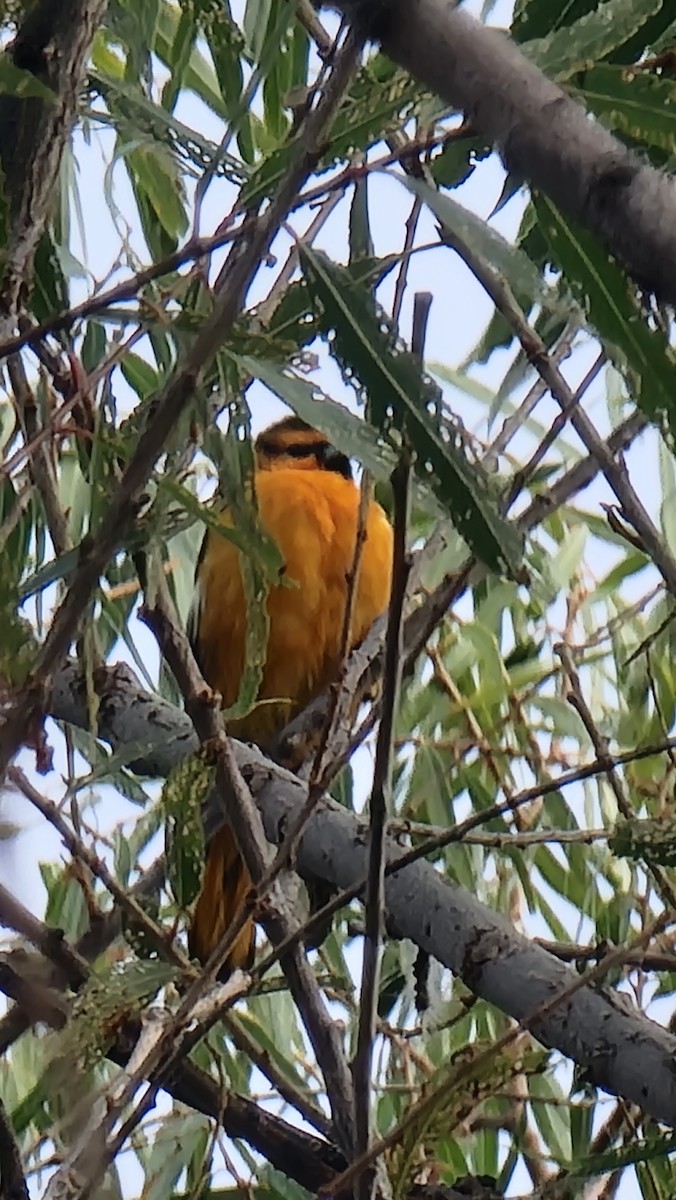 eBird Checklist - 25 Oct 2023 - Whitewater Draw WA - 50 species (+1 ...