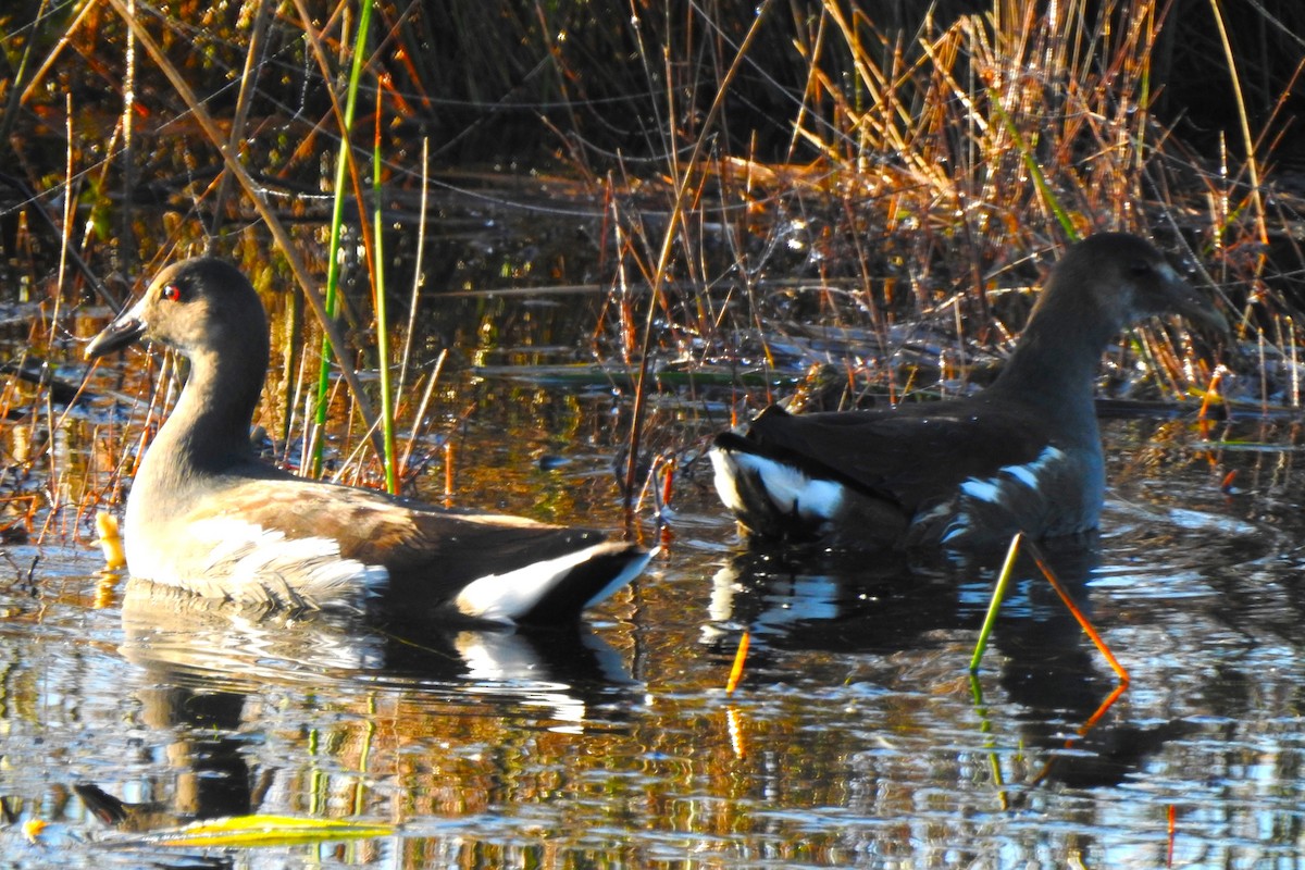 eBird Checklist - 25 Oct 2023 - **Back Bay NWR - 57 species