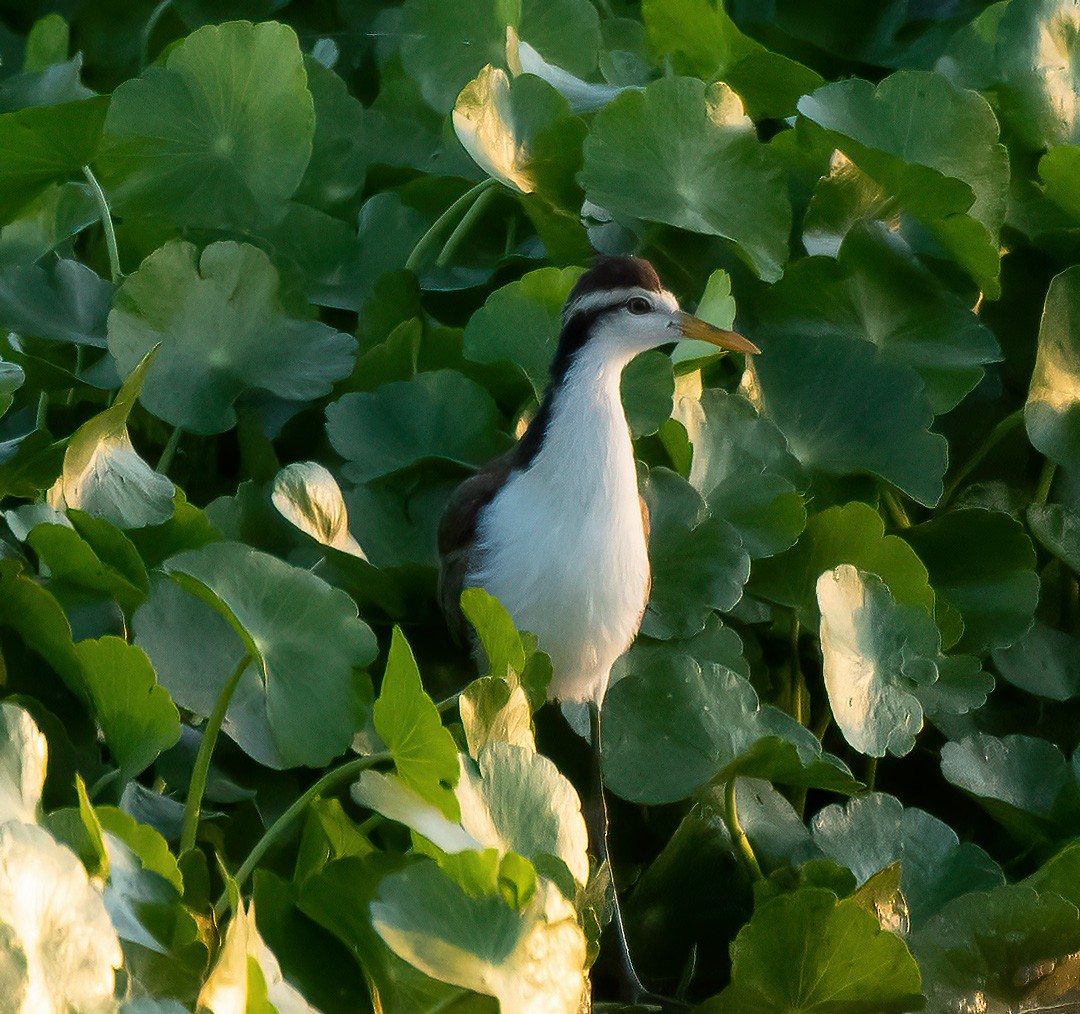 eBird Checklist - 25 Oct 2023 - Tres Rios Overbank Wetlands (permit ...