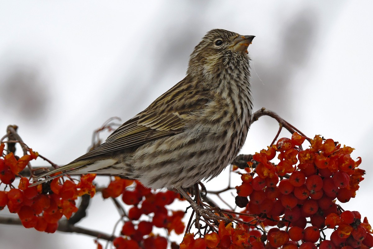 eBird Checklist - 25 Oct 2023 - Edmonton--Mill Creek South - 3 species