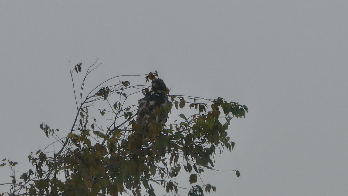 eBird Checklist - 25 Oct 2023 - J. Percy Priest WMA--Field Trial Area ...
