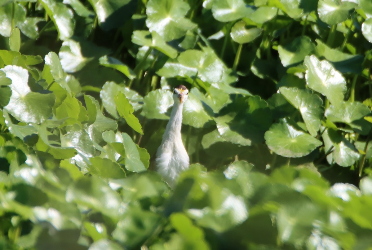eBird Checklist - 25 Oct 2023 - Tres Rios Overbank Wetlands (permit ...