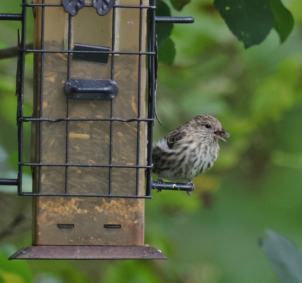 eBird Checklist - 25 Oct 2023 - Rue de la Coupe de l'Islet/Rue du Parc ...