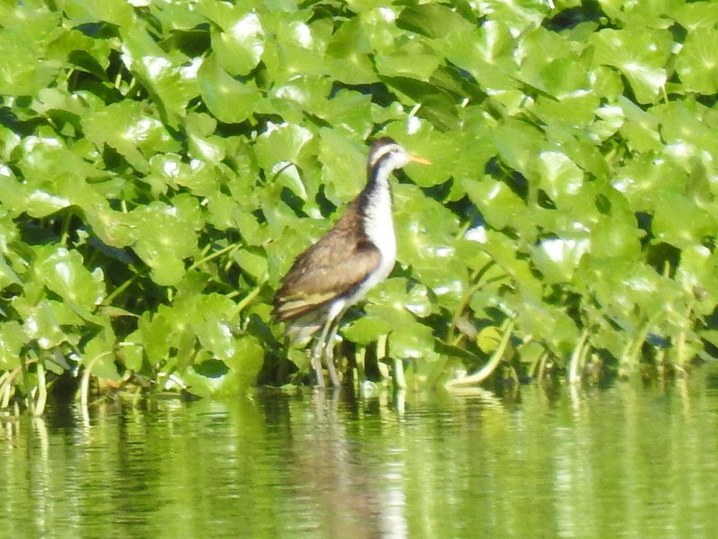 eBird Checklist - 25 Oct 2023 - Tres Rios Overbank Wetlands (permit ...