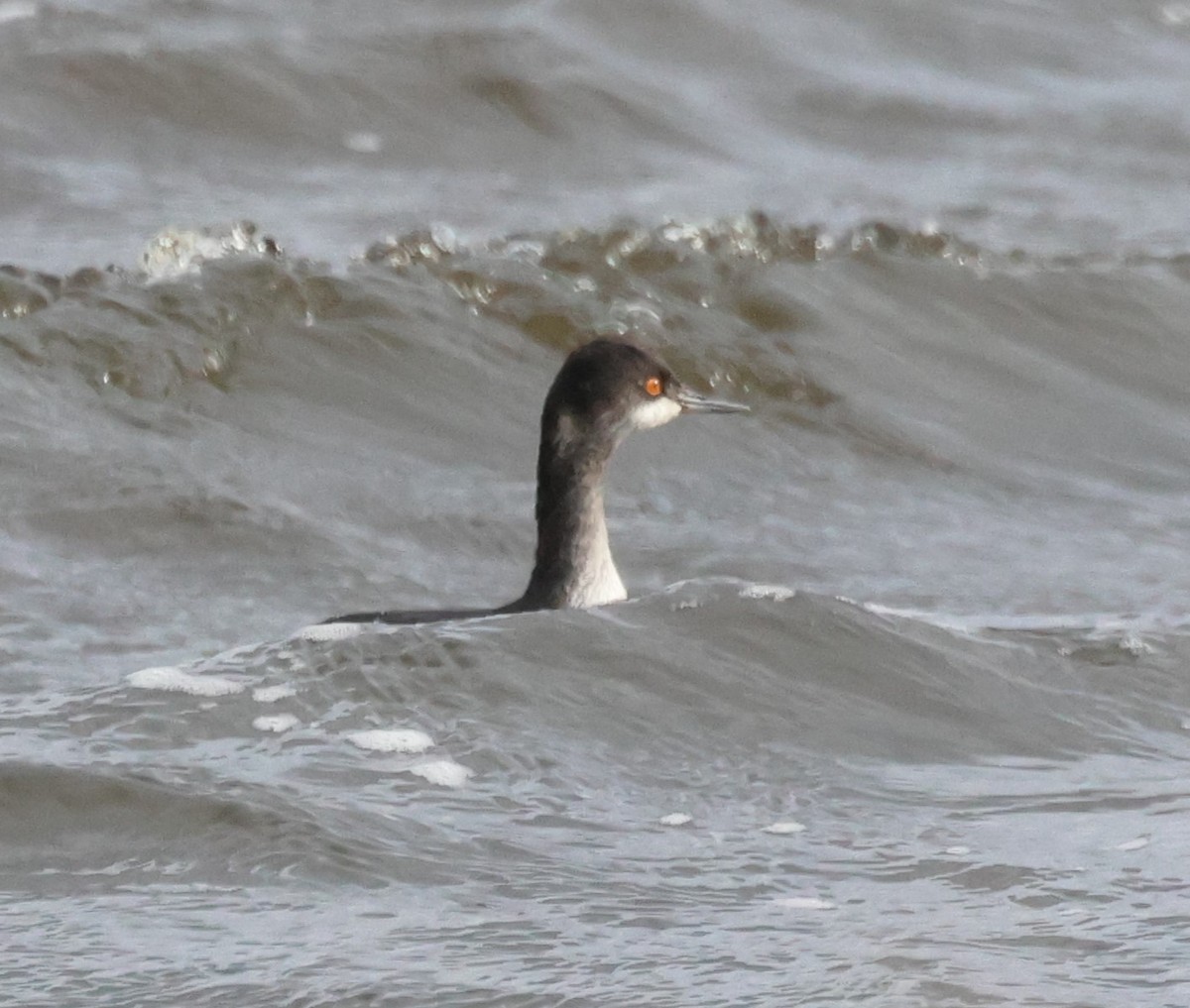 eBird Checklist - 25 Oct 2023 - Amherst Point Migratory Bird Sanctuary ...
