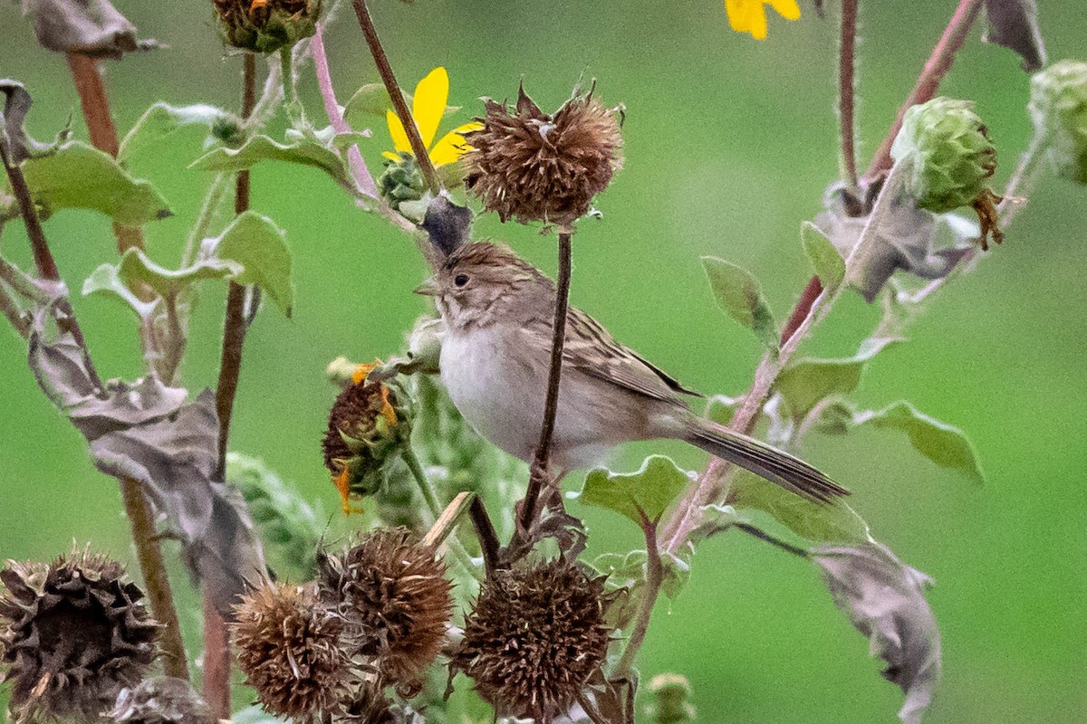 eBird Checklist - 25 Oct 2023 - Hagerman NWR - 27 species
