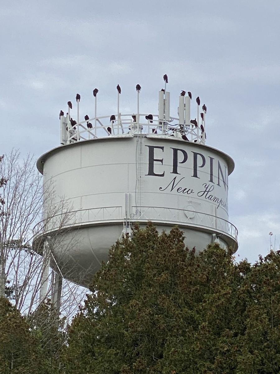 eBird Checklist - 25 Oct 2023 - Epping Water Tank - 1 species