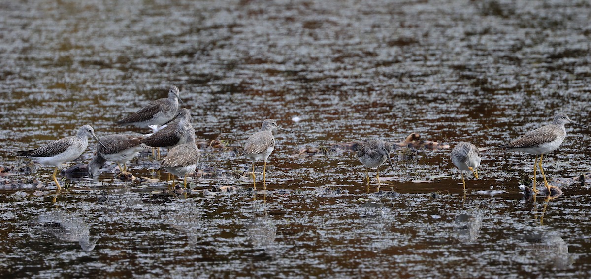 New York Breeding Bird Atlas Checklist - 25 Oct 2023 - Millers Pond ...