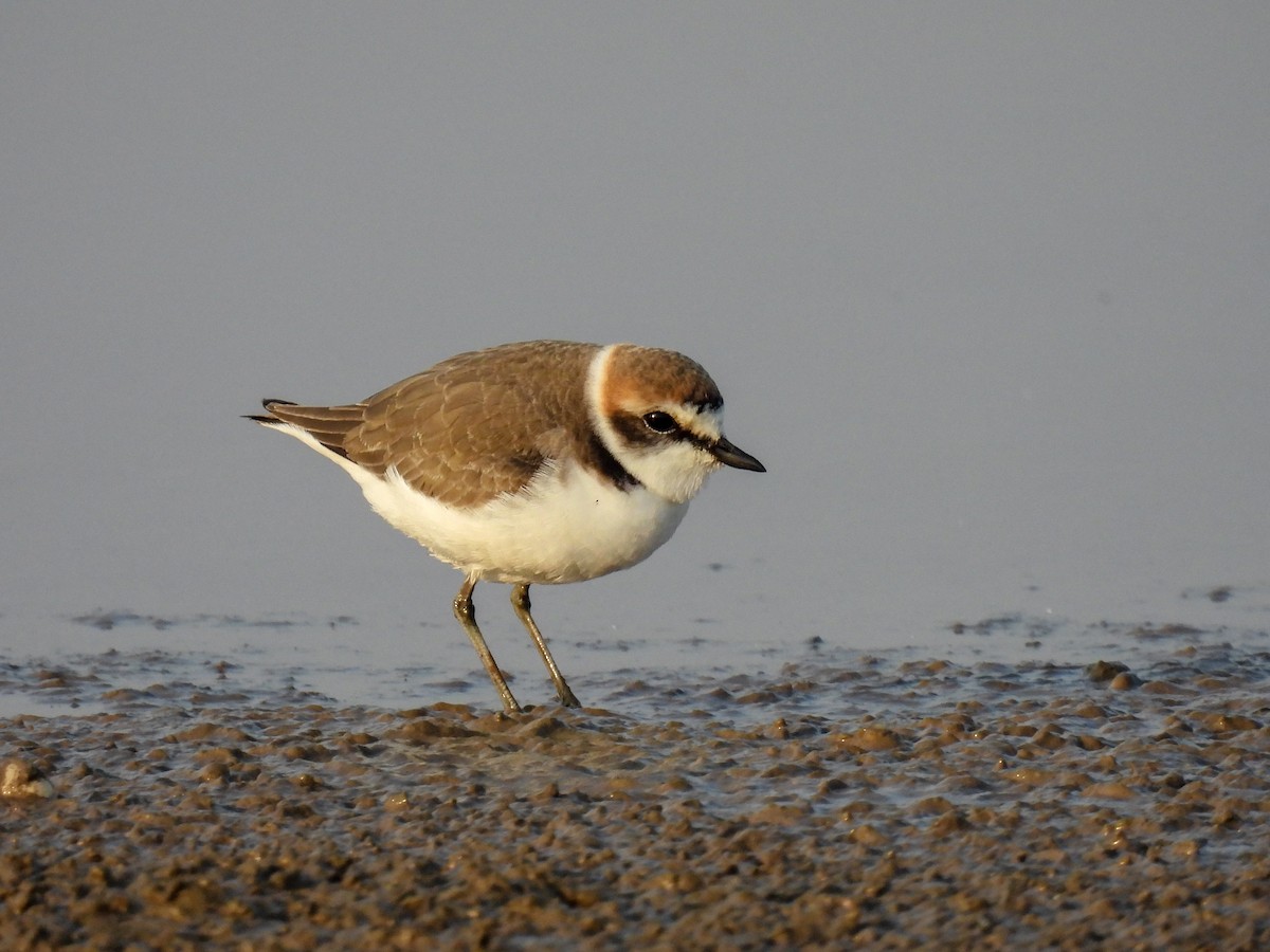 eBird India Checklist - 26 Oct 2023 - Bhutnal Kere ಭೂತನಾಳ ಕೆರೆ - 48 species