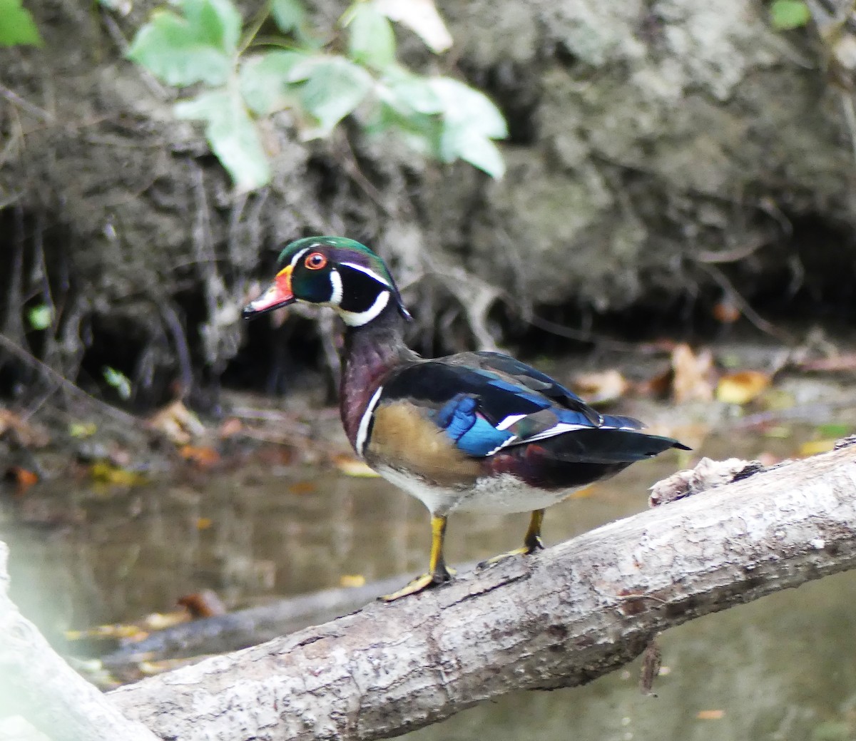 eBird Checklist - 23 Oct 2023 - Prairie Creek Park (Collin Co. portion ...
