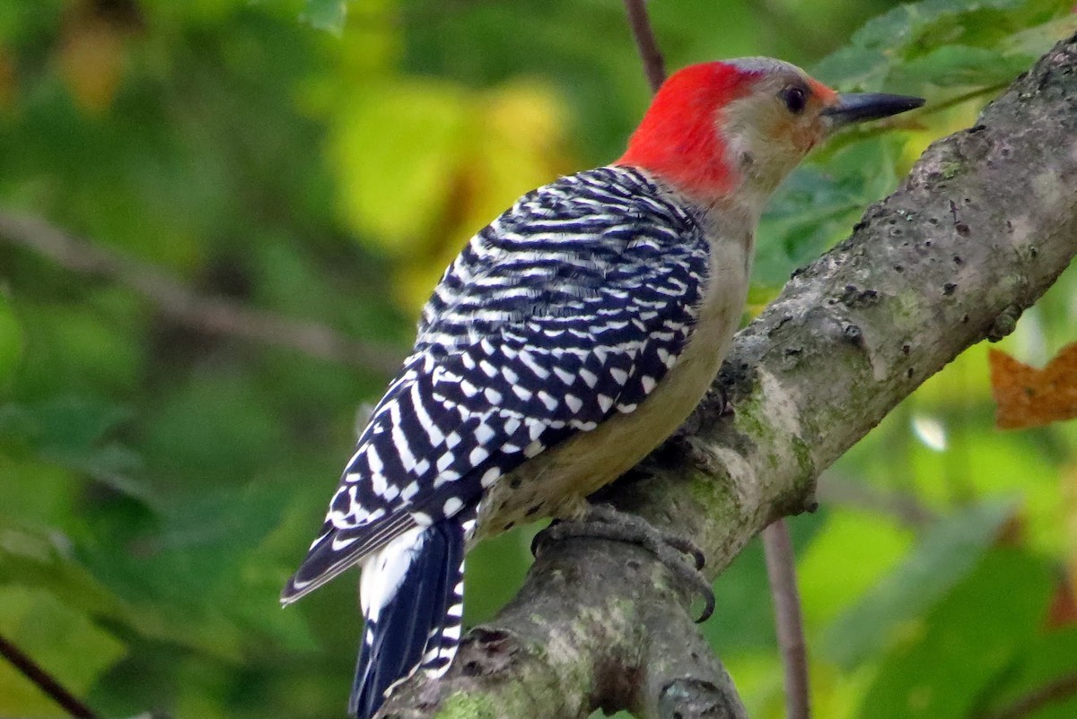 eBird Checklist - 6 Oct 2013 - Greenbelt Community Garden - Henry's ...