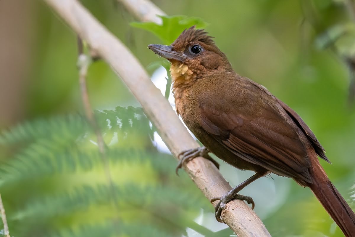 eBird Checklist - 7 Oct 2023 - Bellavista--La Yey - 13 species
