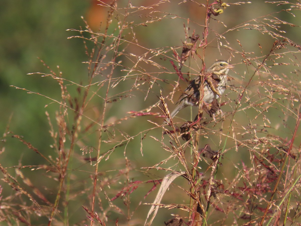 eBird Checklist - 26 Oct 2023 - Amelia WMA - 30 species