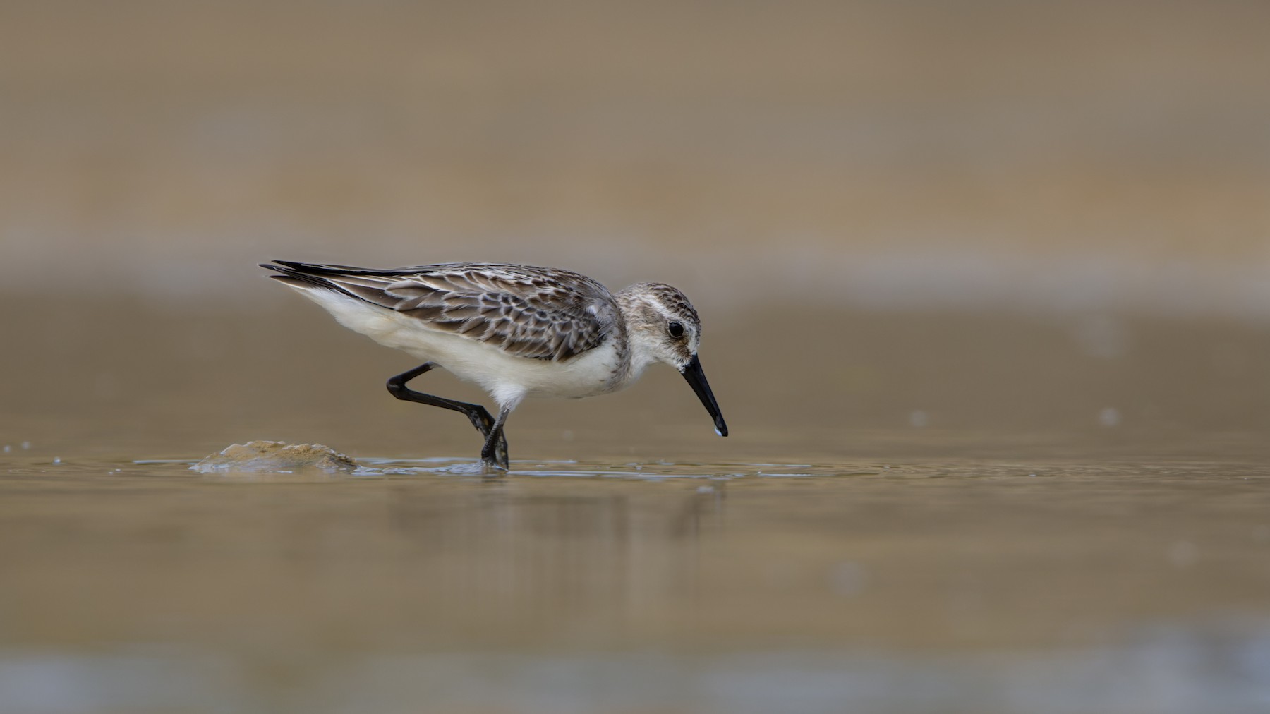 Calidris pequeño sp. - eBird