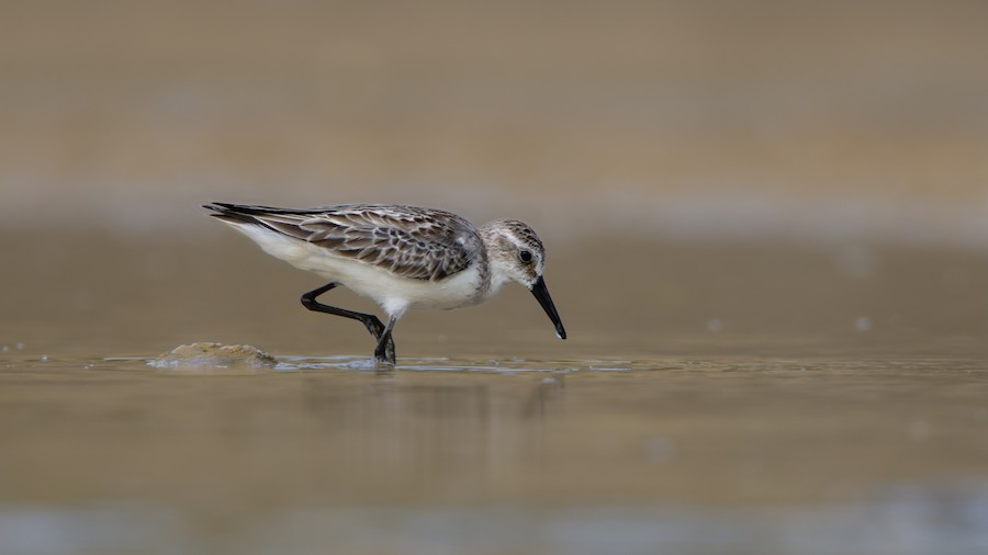 Calidris pequeño sp. - eBird