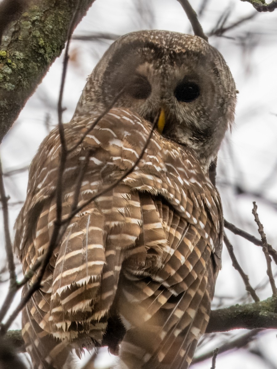 eBird Checklist - 26 Oct 2023 - Tamarack Nature Preserve - 19 species